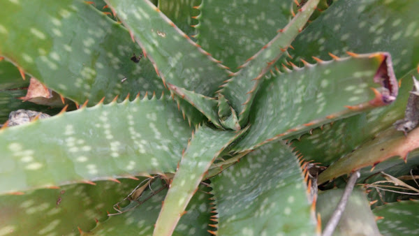 Aloe Vera | Project Noah