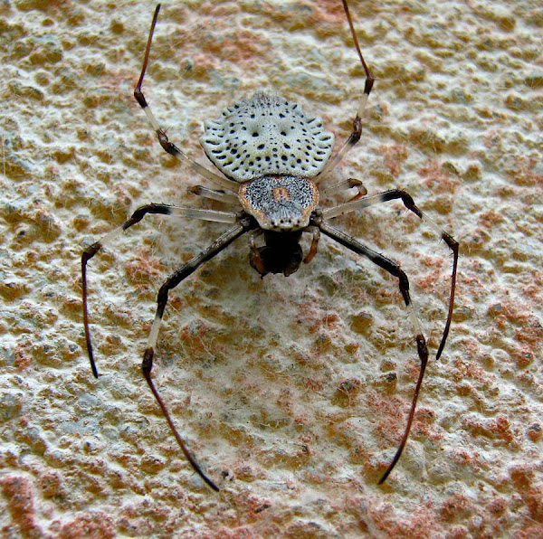 Coin Spider | Project Noah