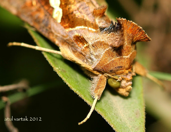 Tomato Semi-looper | Project Noah