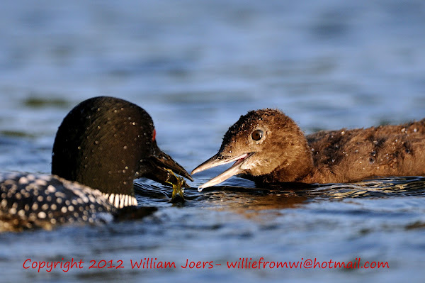 Great Northern Loon | Project Noah