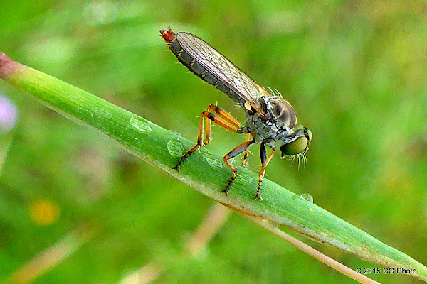 Robber Fly | Project Noah
