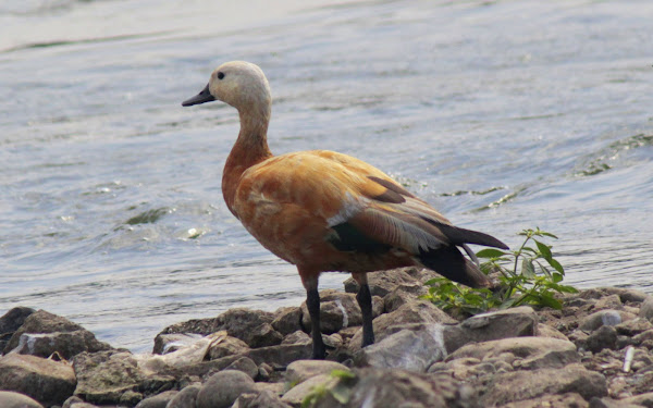 Brahmini duck(Ruddy Shelduck) | Project Noah