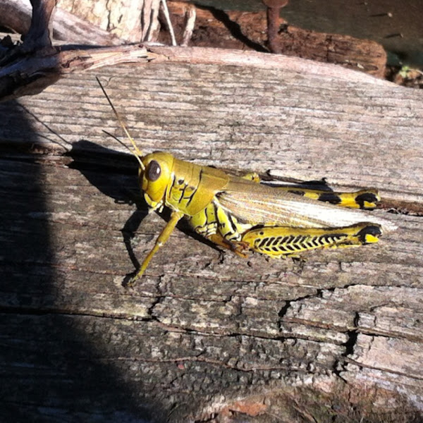 differential grasshopper | Project Noah