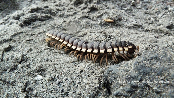 Millipede | Project Noah