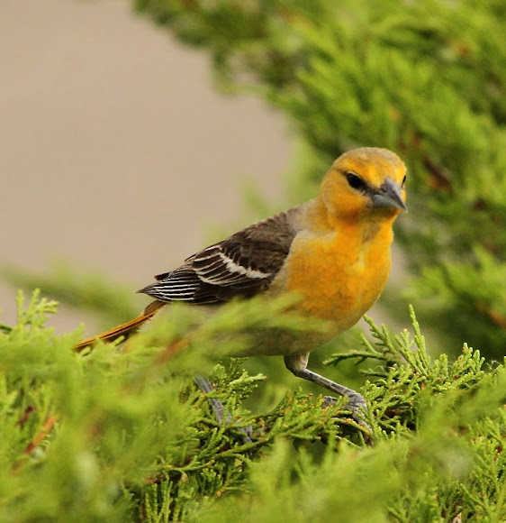 Bullock's Oriole | Project Noah