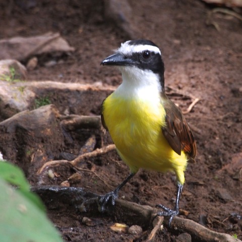Great Kiskadee | Project Noah