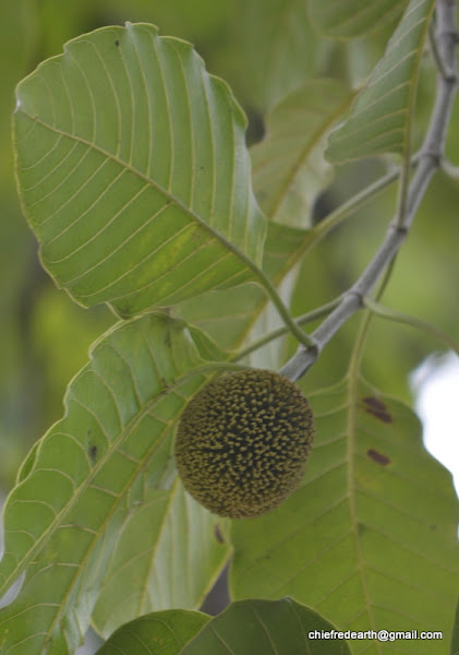 Kadam, கடம்பு, কদম/কদম্ব, | Project Noah