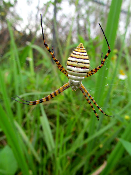Banded Argiope | Project Noah