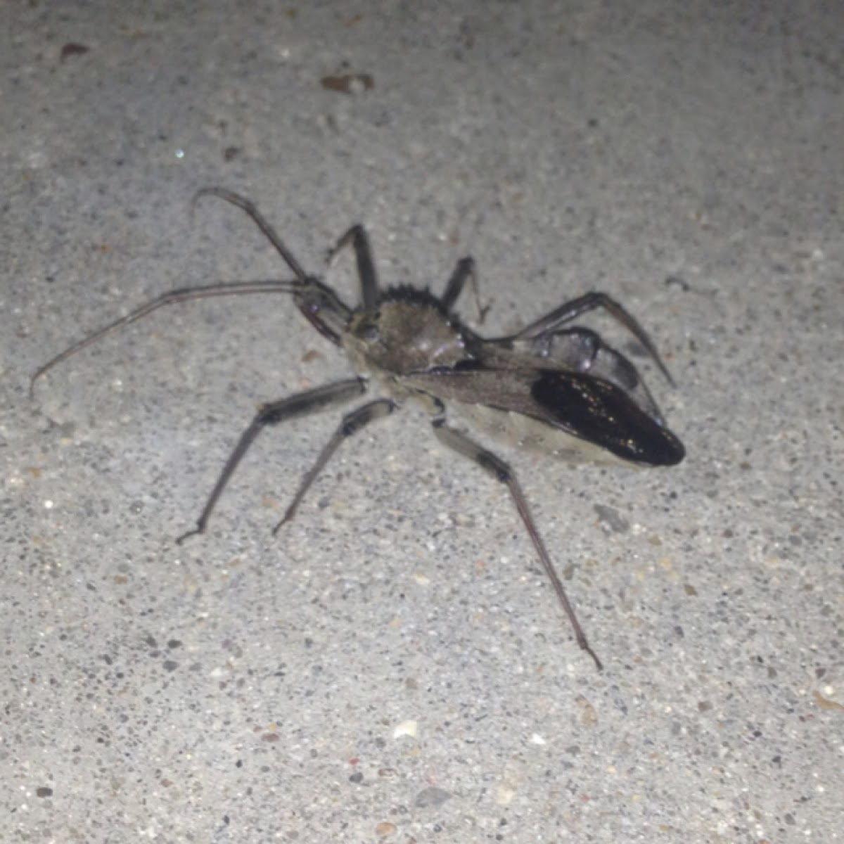 Wheel Bug | Project Noah