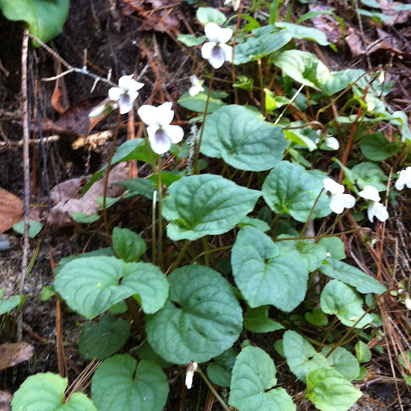 Wild violet (white) | Project Noah