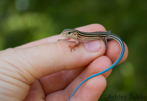 Six-lined Racerunner | Project Noah