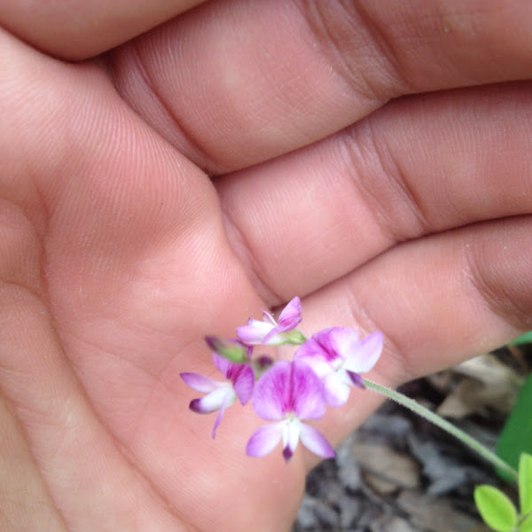 Trailing Bush-clover | Project Noah