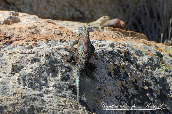 Granite Spiny Lizard | Project Noah