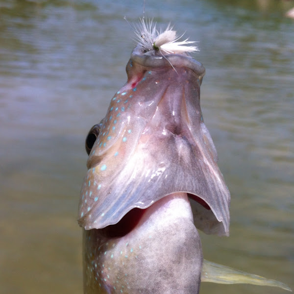 Rio Grande Perch | Project Noah