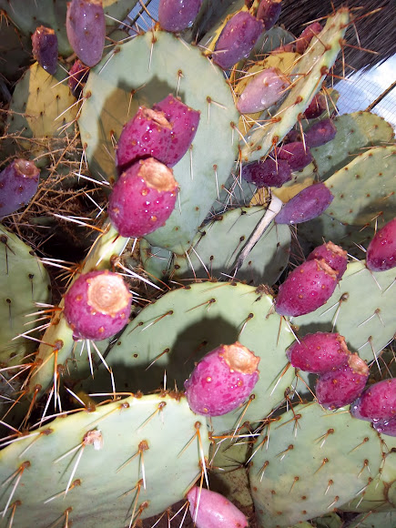 Beavertail cactus with prickly pears | Project Noah