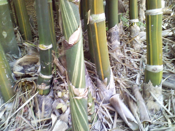 Bengal Bamboo | Project Noah