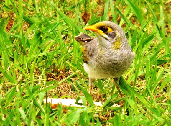 Soldier bird | Project Noah