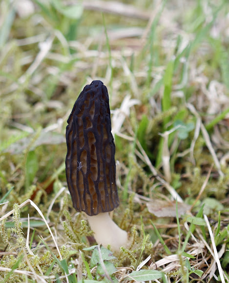 Black morel | Project Noah