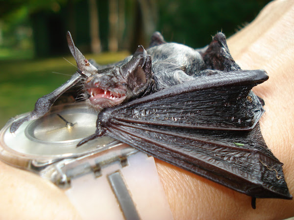 Silver-haired bat | Project Noah