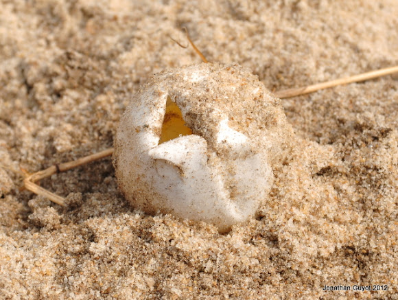 Leatherback turtle eggs | Project Noah