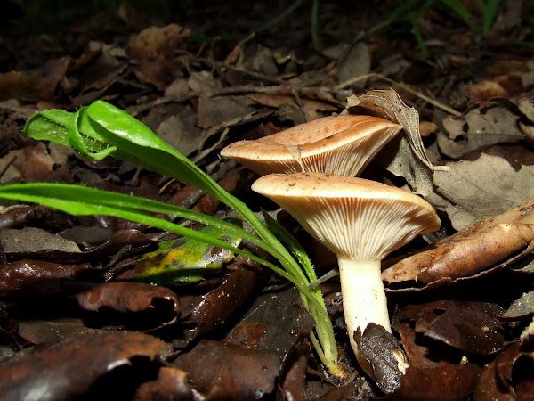 Yellowdrop Milkcap | Project Noah