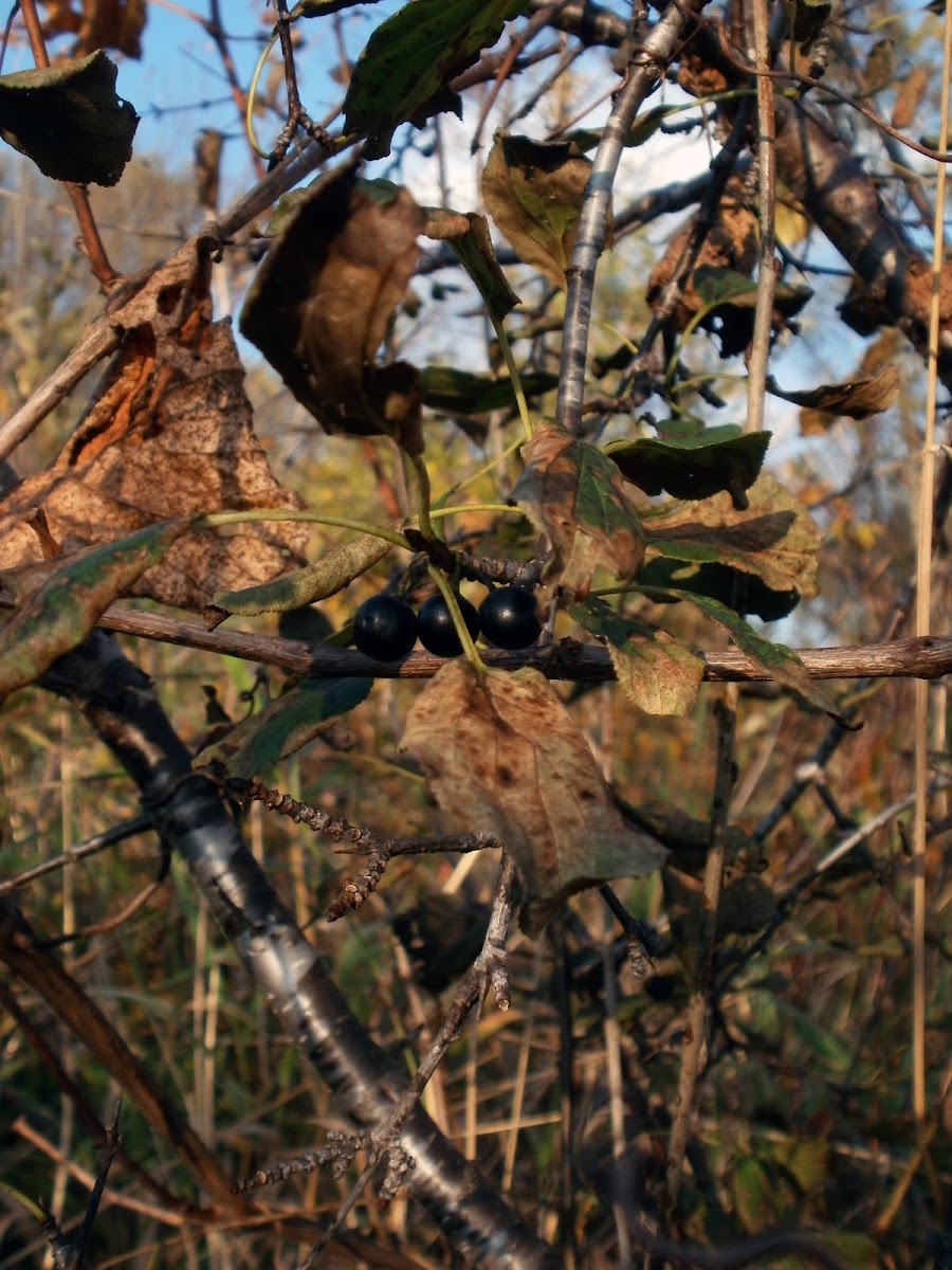 Hawthorn/Thornapple | Project Noah