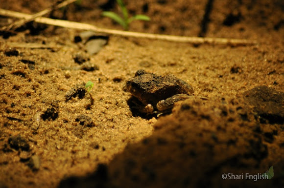 Ornate Burrowing Frog | Project Noah