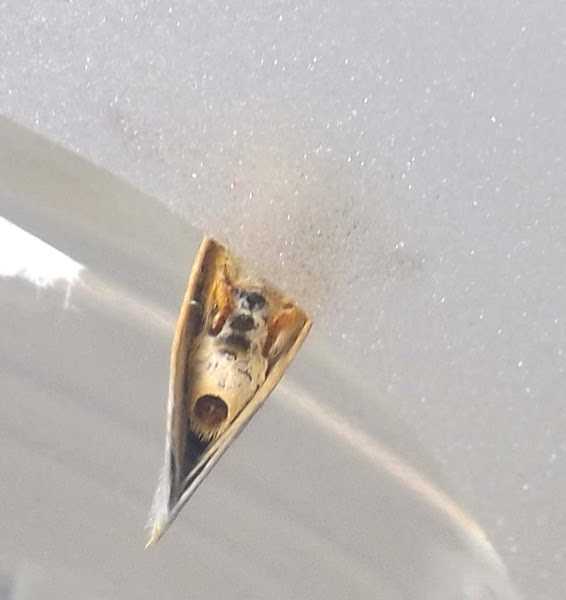 Timber Moth | Project Noah