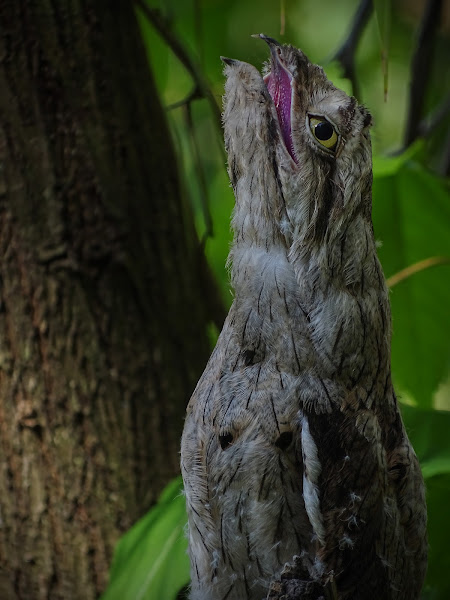 Common Potoo | Project Noah
