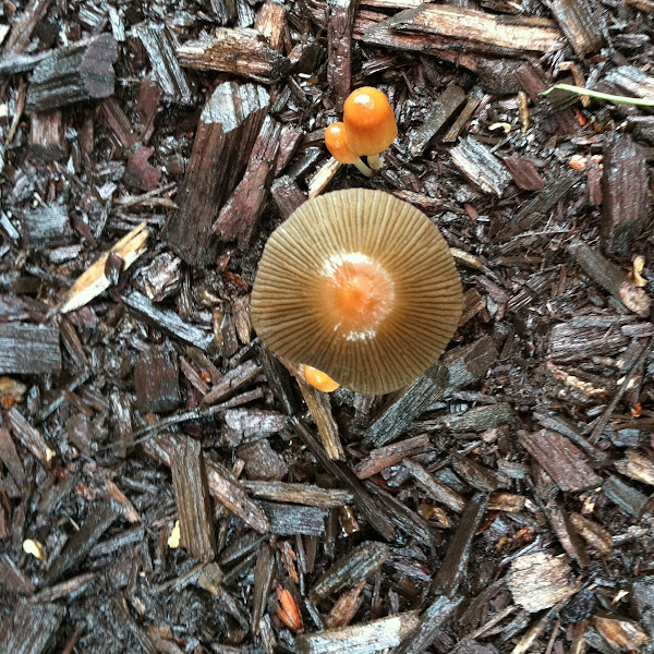 Inky Cap Mushrooms | Project Noah