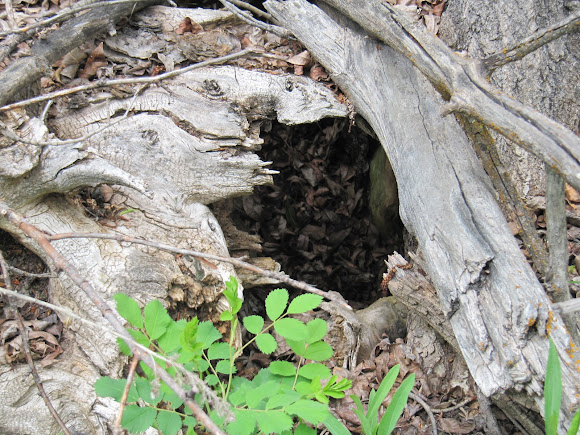 Unknown animal lair | Project Noah