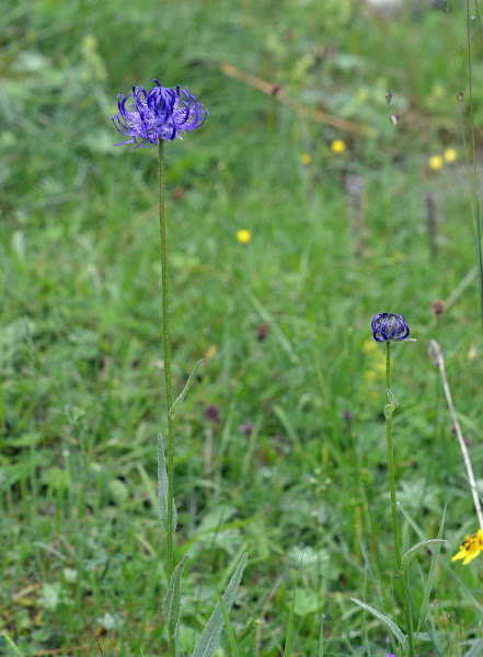 Round-headed rampion | Project Noah