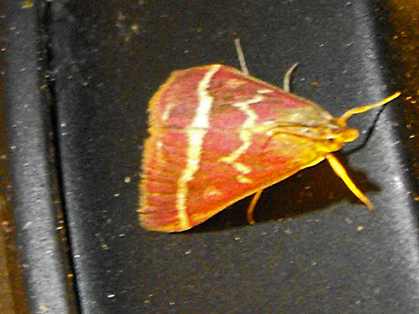 Volupial Pyrausta Moth | Project Noah