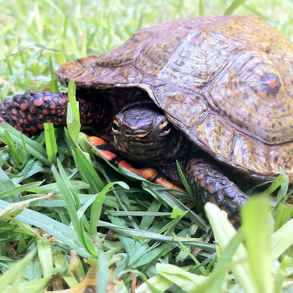 Tortuga roja | Project Noah