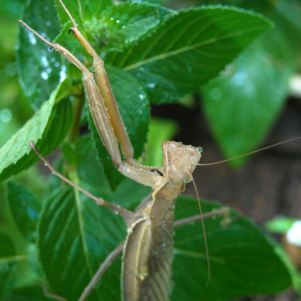 California Mantis | Project Noah