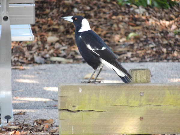 Australian Magpie | Project Noah