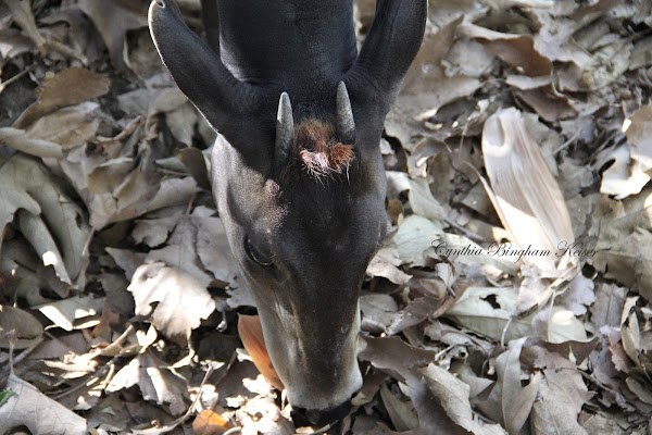 Yellow-backed Duiker | Project Noah
