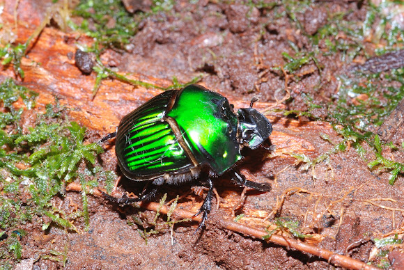 Green Dung Beetle | Project Noah