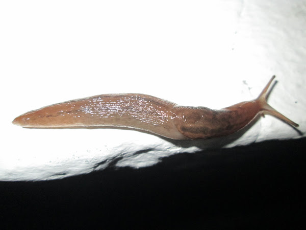 Tree Slug | Project Noah