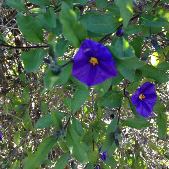 Blue Potato Bush | Project Noah