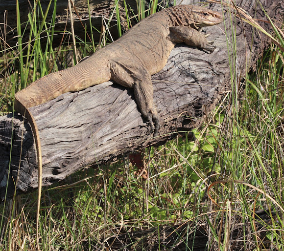Bengal Monitor | Project Noah