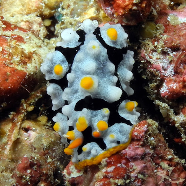 Exquisite Phyllidia | Project Noah