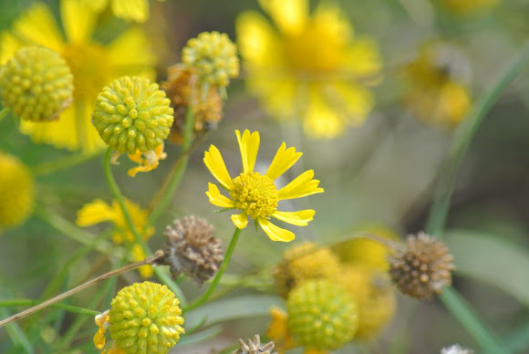 Yellow Sneezeweed or Bittterweed | Project Noah
