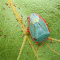 Turquoise Shield Bug | Project Noah