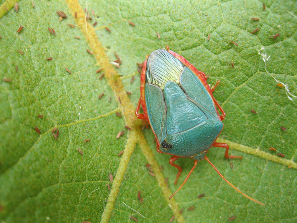 Turquoise Shield Bug | Project Noah