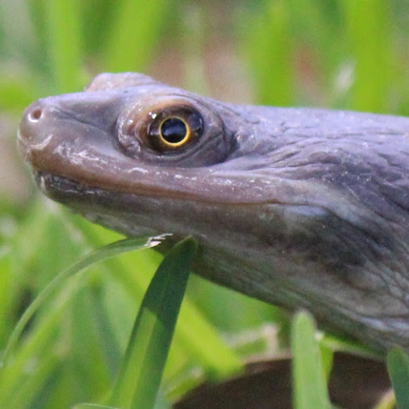 Eastern Long-necked Turtle | Project Noah