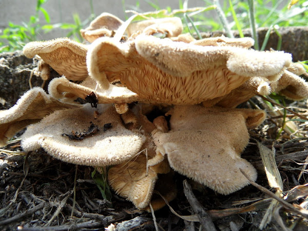 Panus rudis | Project Noah