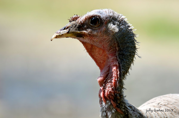 Domesticated Turkey (Female) | Project Noah