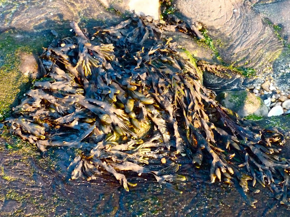 Bladderwrack | Project Noah