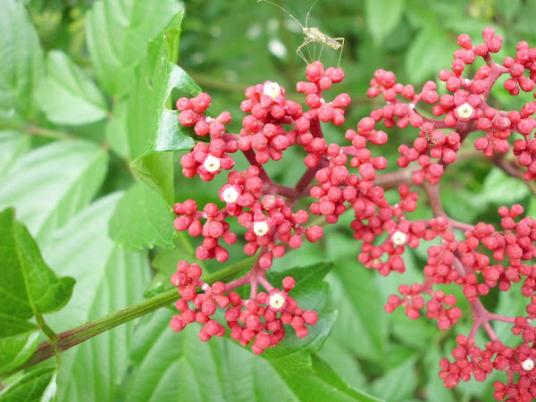 Red Tree-vine | Project Noah